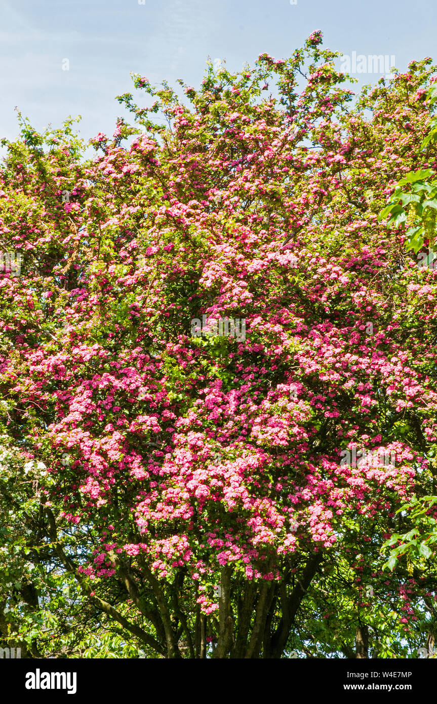 Thorny tree hi-res stock photography and images - Alamy