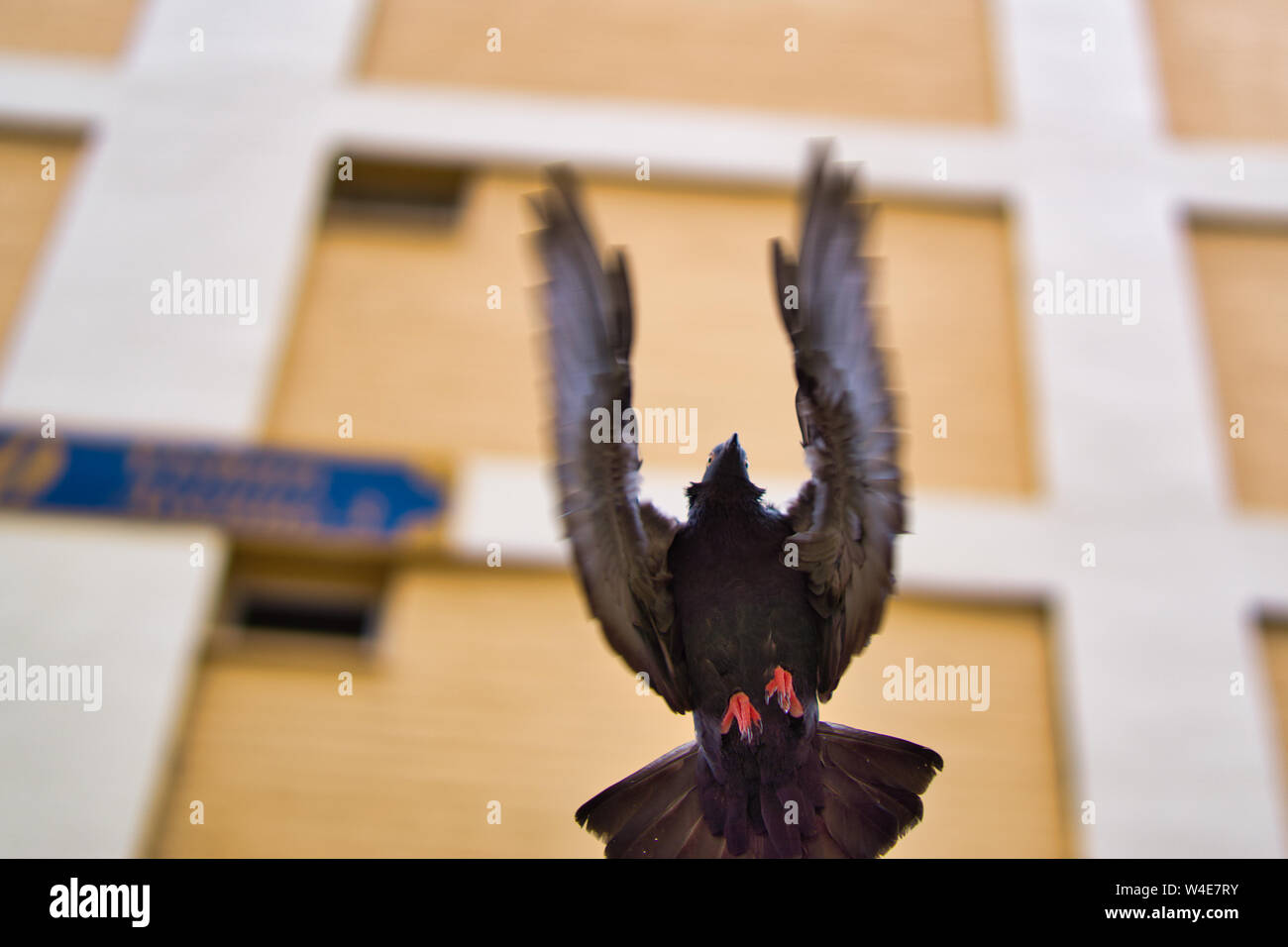 Drawing bird pigeon freedom peace hi-res stock photography and images ...