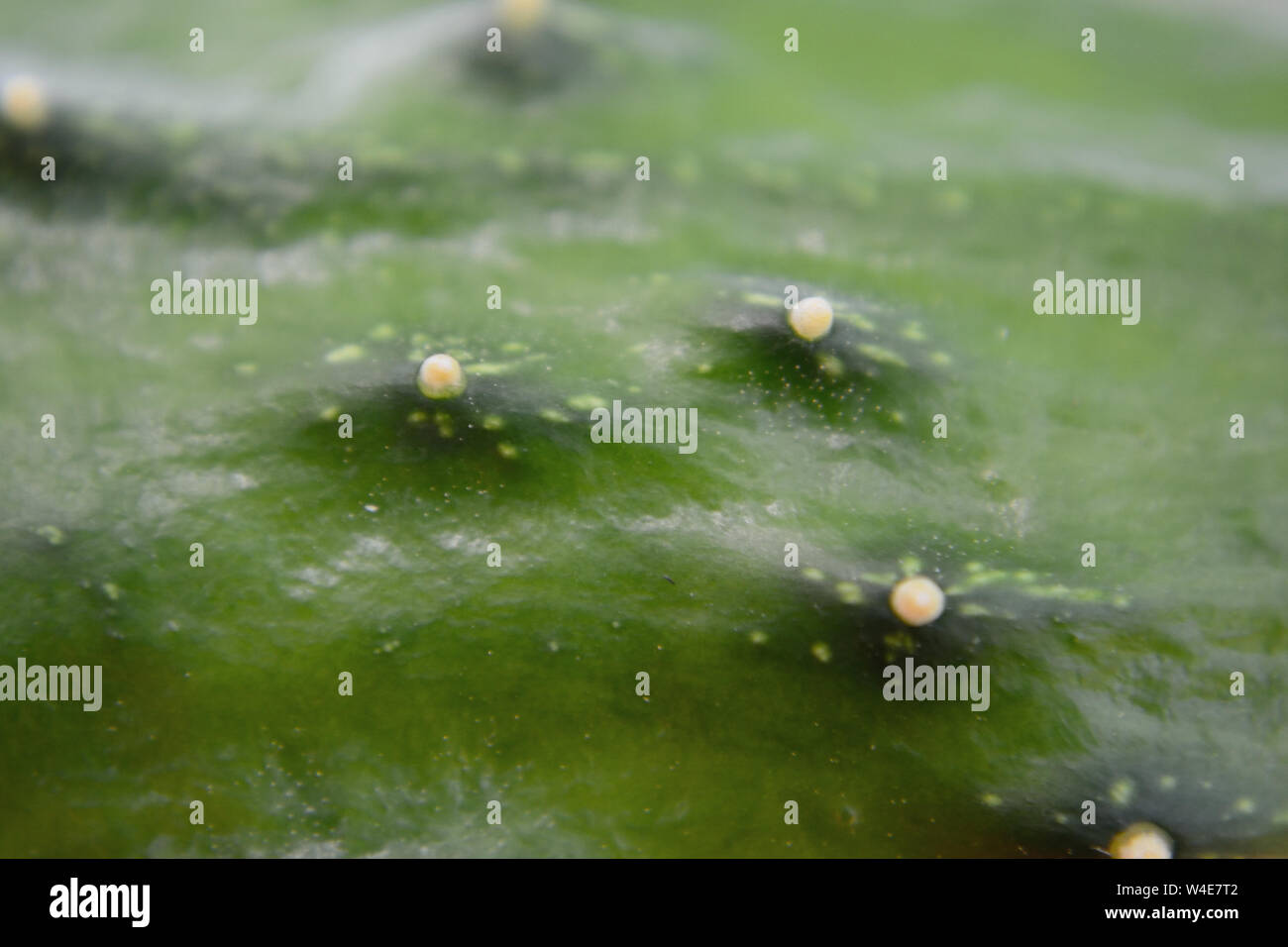 Cucumber Texture High Resolution Stock Photography and Images - Alamy