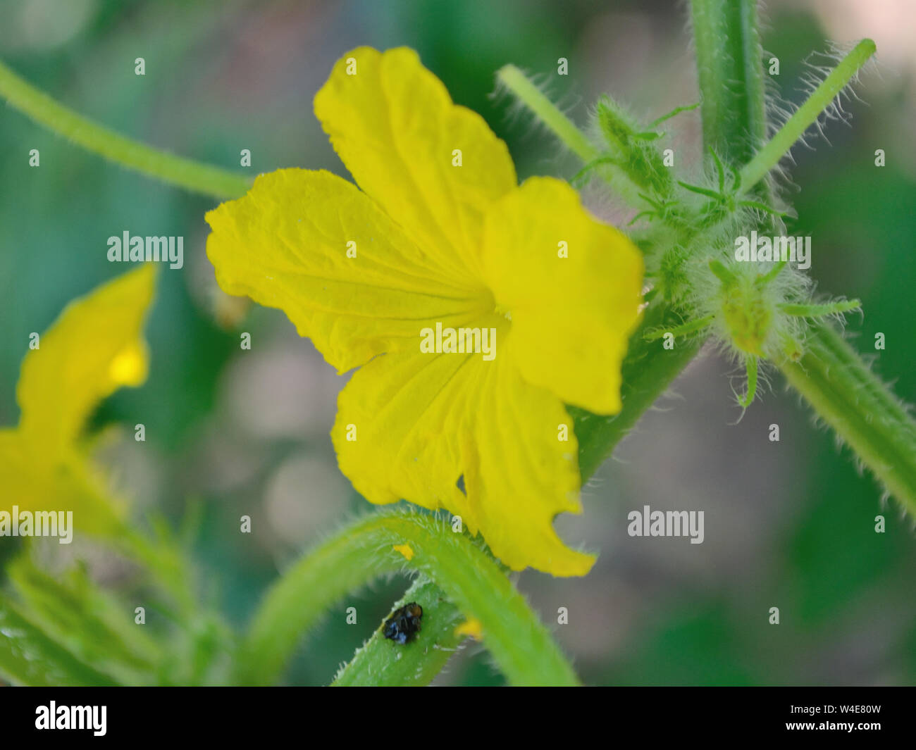 Cucumber plant flower hi-res stock photography and images - Alamy