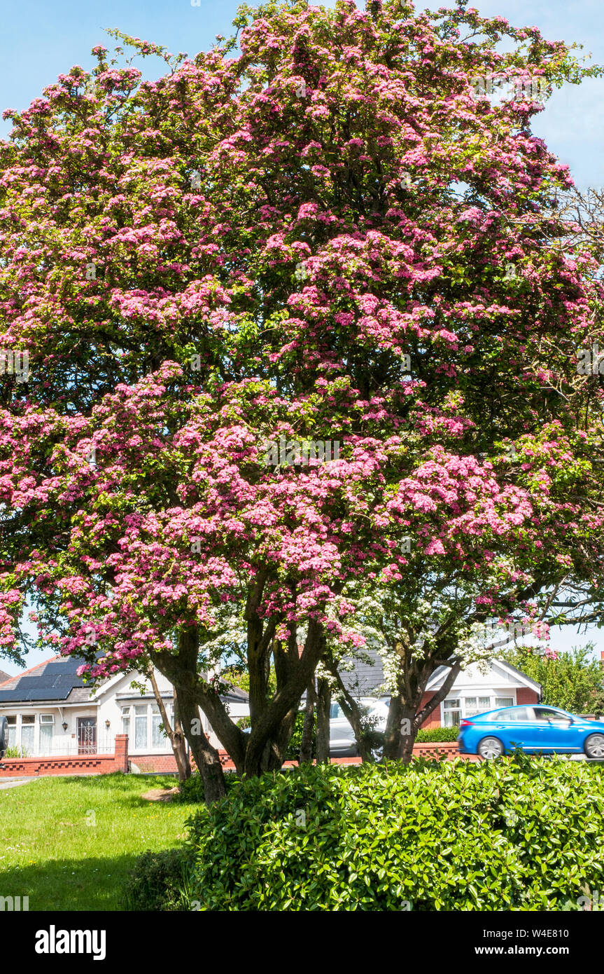 Thorny tree hi-res stock photography and images - Alamy