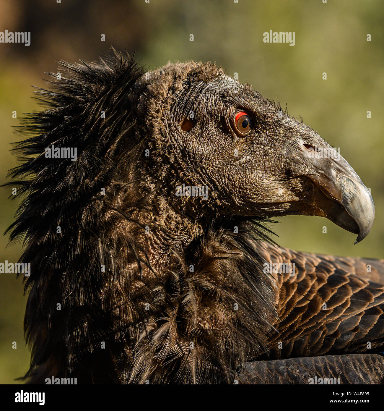 California Condor Looks Back with selective focus Stock Photo - Alamy