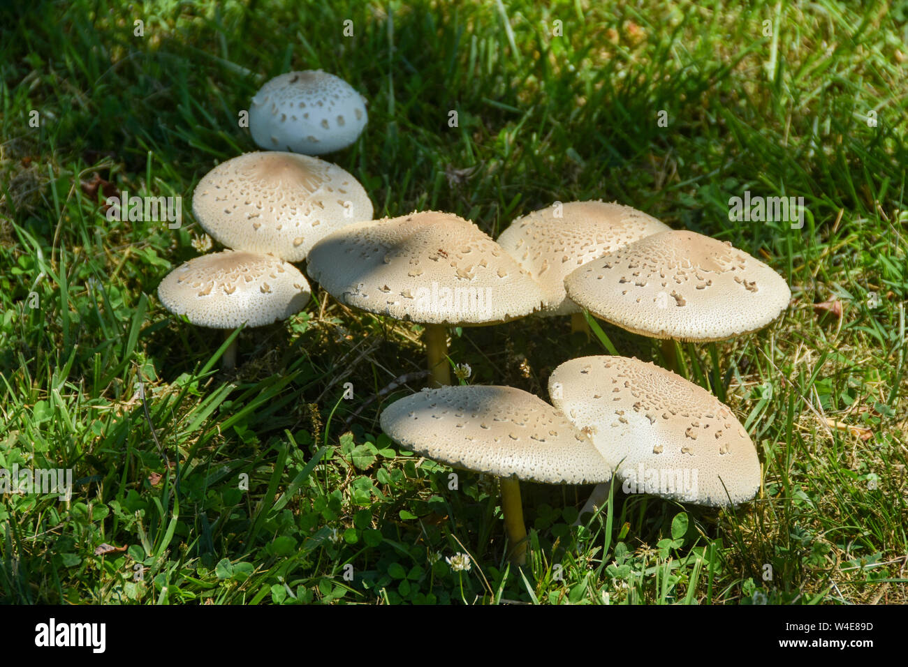 Cluster white mushrooms hi-res stock photography and images - Alamy
