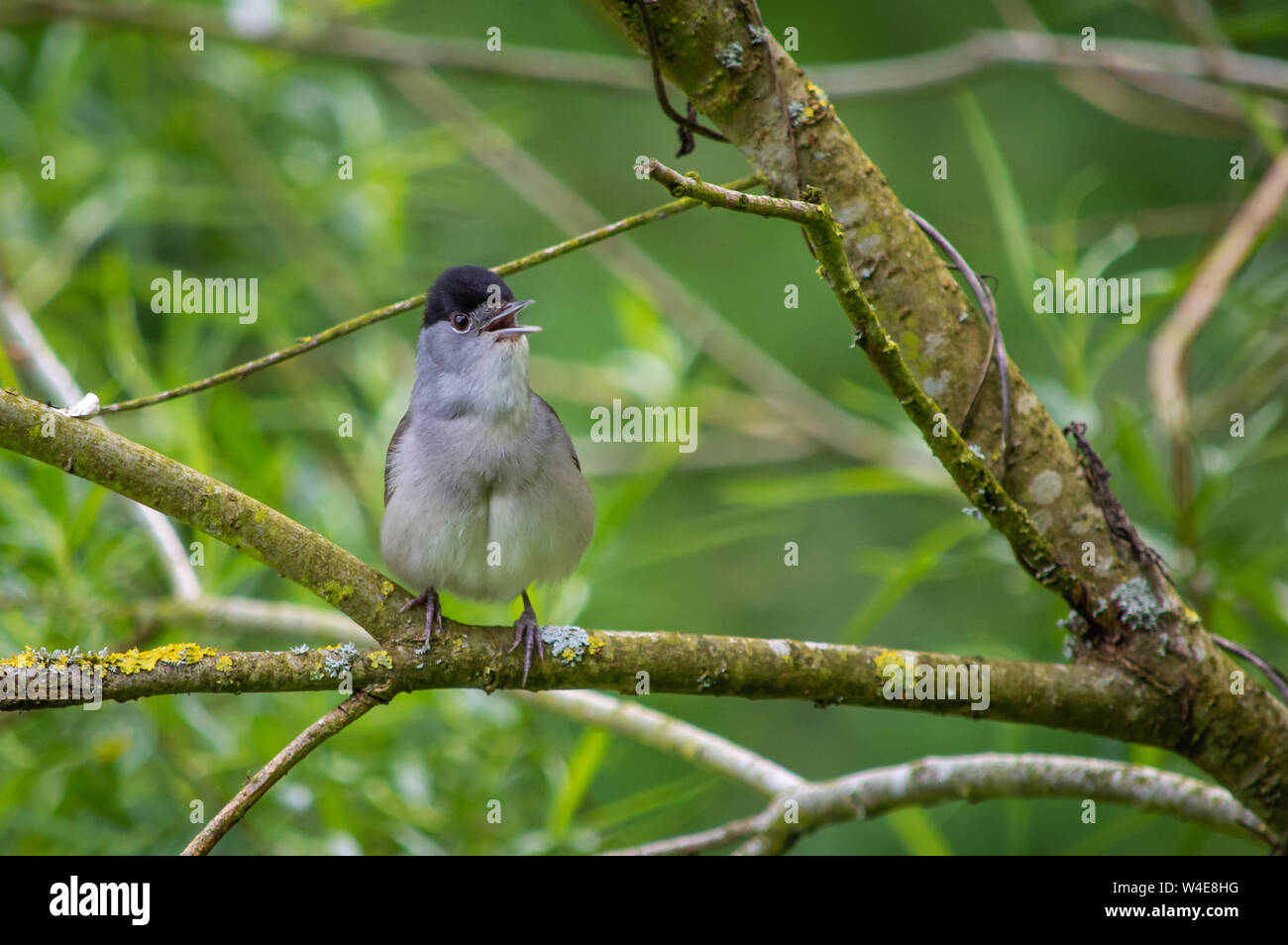 Blackcap bird hi-res stock photography and images - Alamy