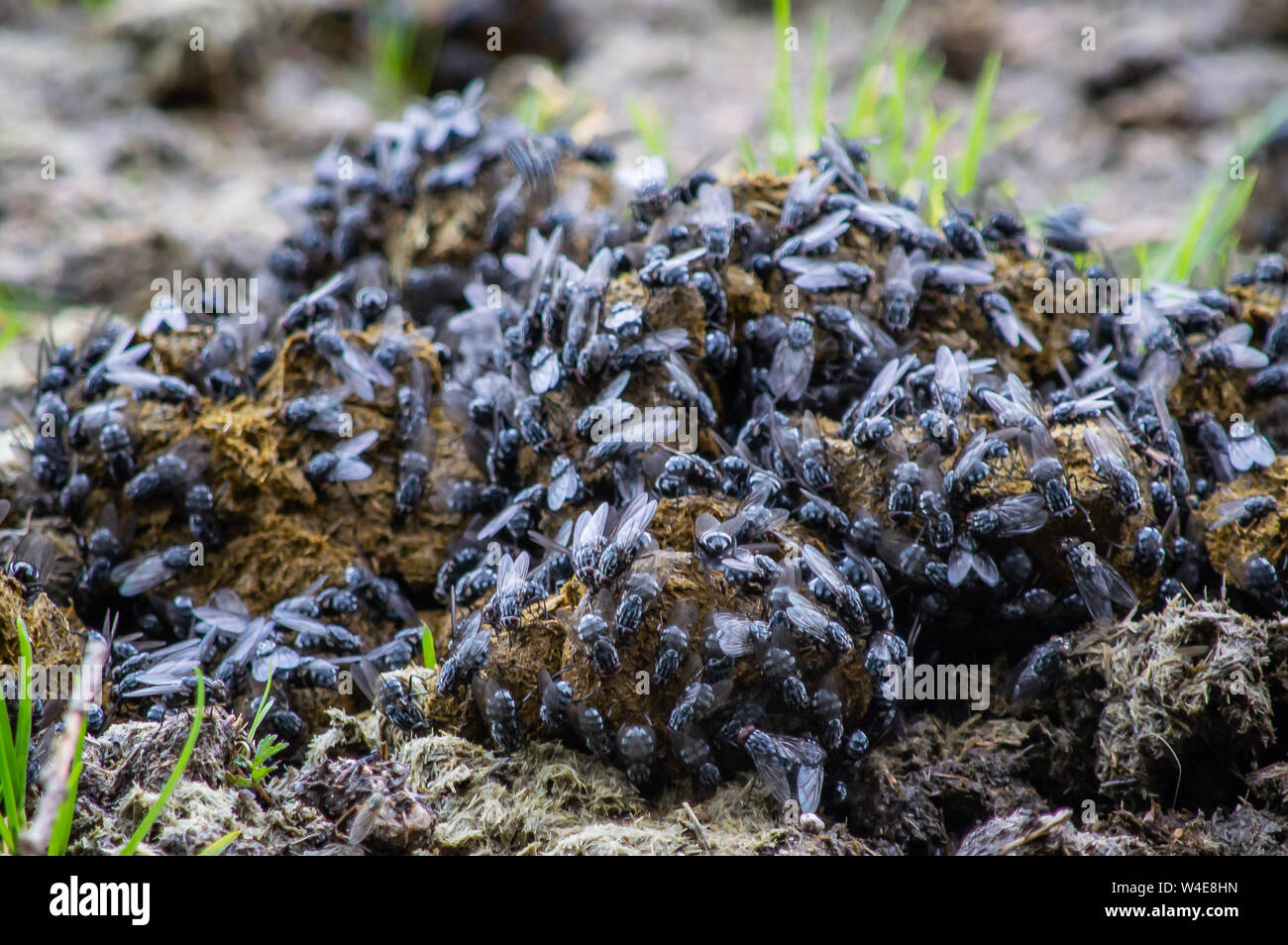 Flies on horse manure Stock Photo - Alamy