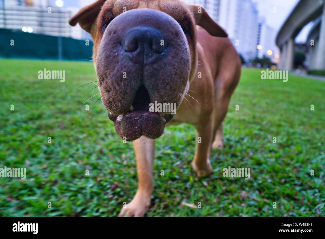 A dog following the camera. close up shot of the nose Stock Photo - Alamy