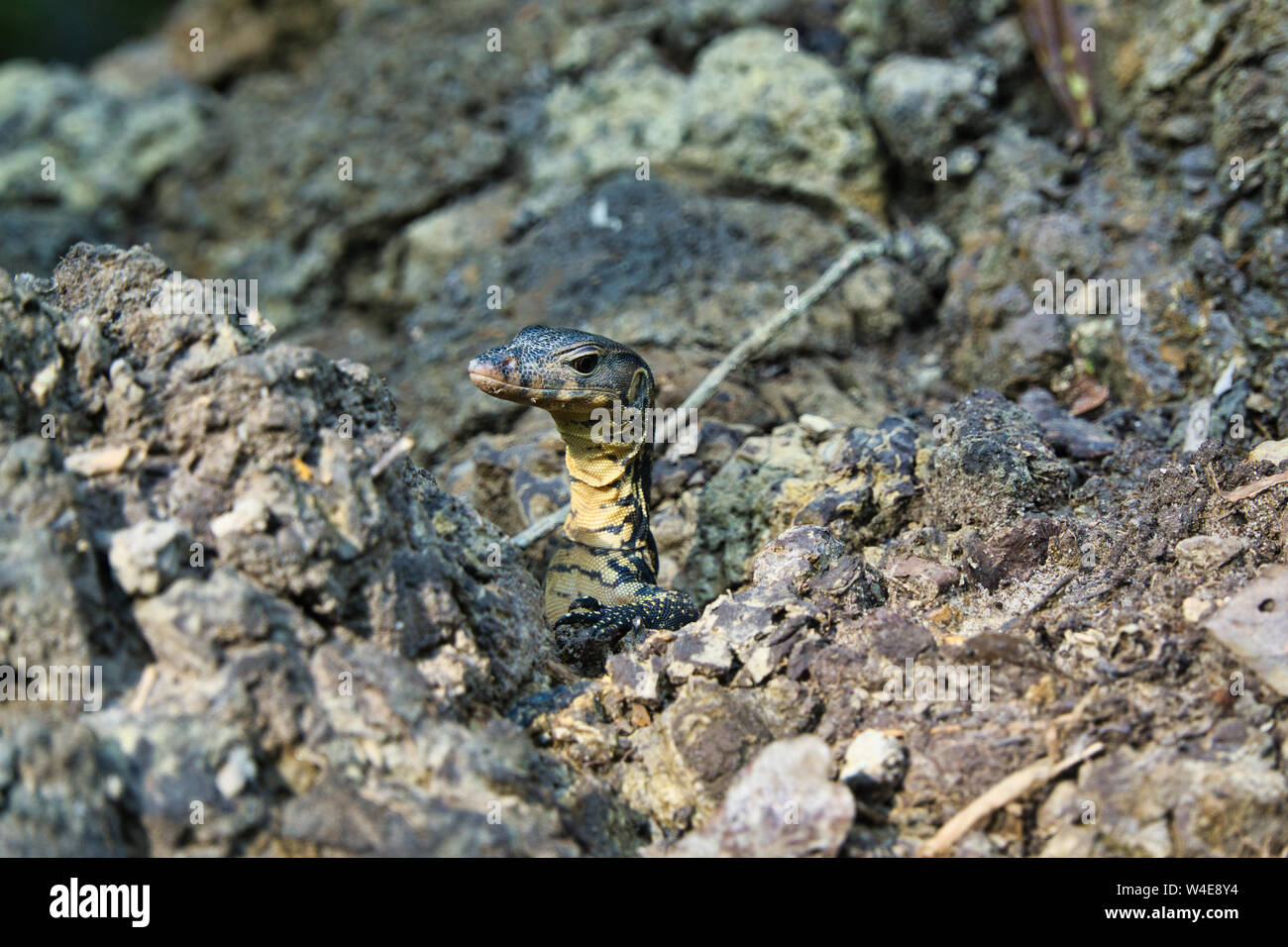 Cool looking lizard looking up from underground Stock Photo - Alamy
