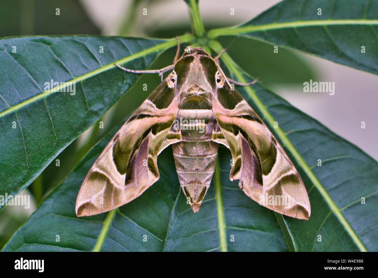 Chrysalis Gold High Resolution Stock Photography and Images - Alamy
