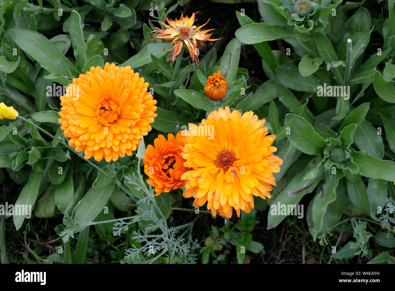 Pot Marigold flowers - Calendula officinalis Stock Photo - Alamy