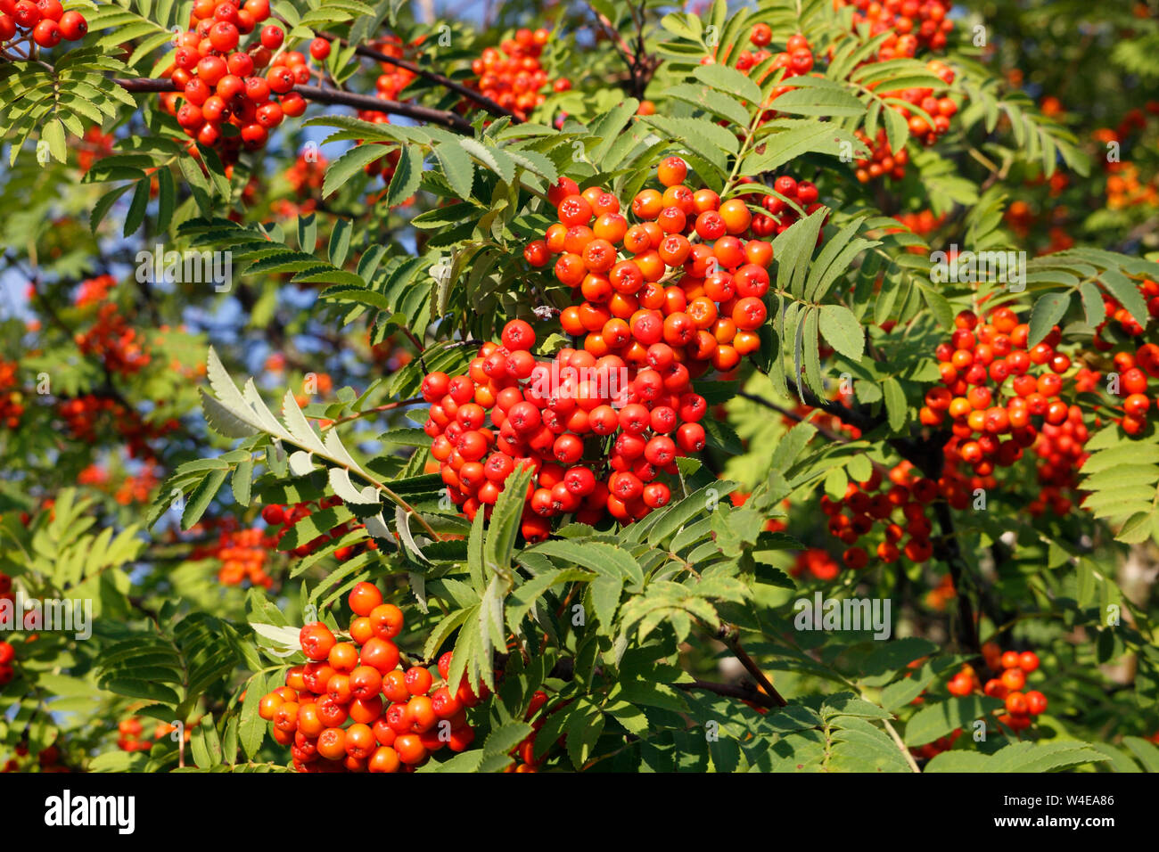 Mountain Ash / Rowan Tree with Red Berries - Sorbus aucuparia Stock ...