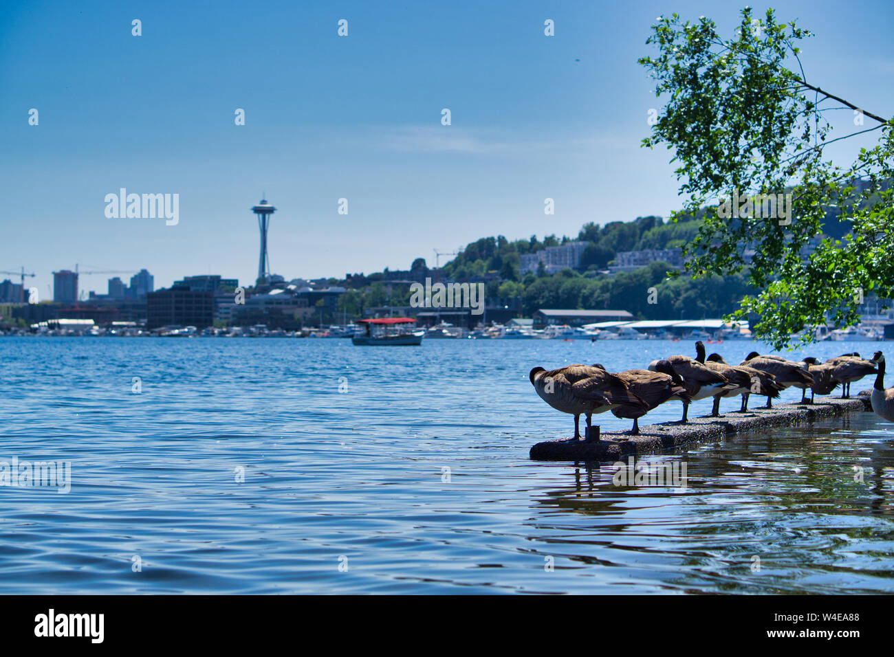 Row of birds hi-res stock photography and images - Alamy