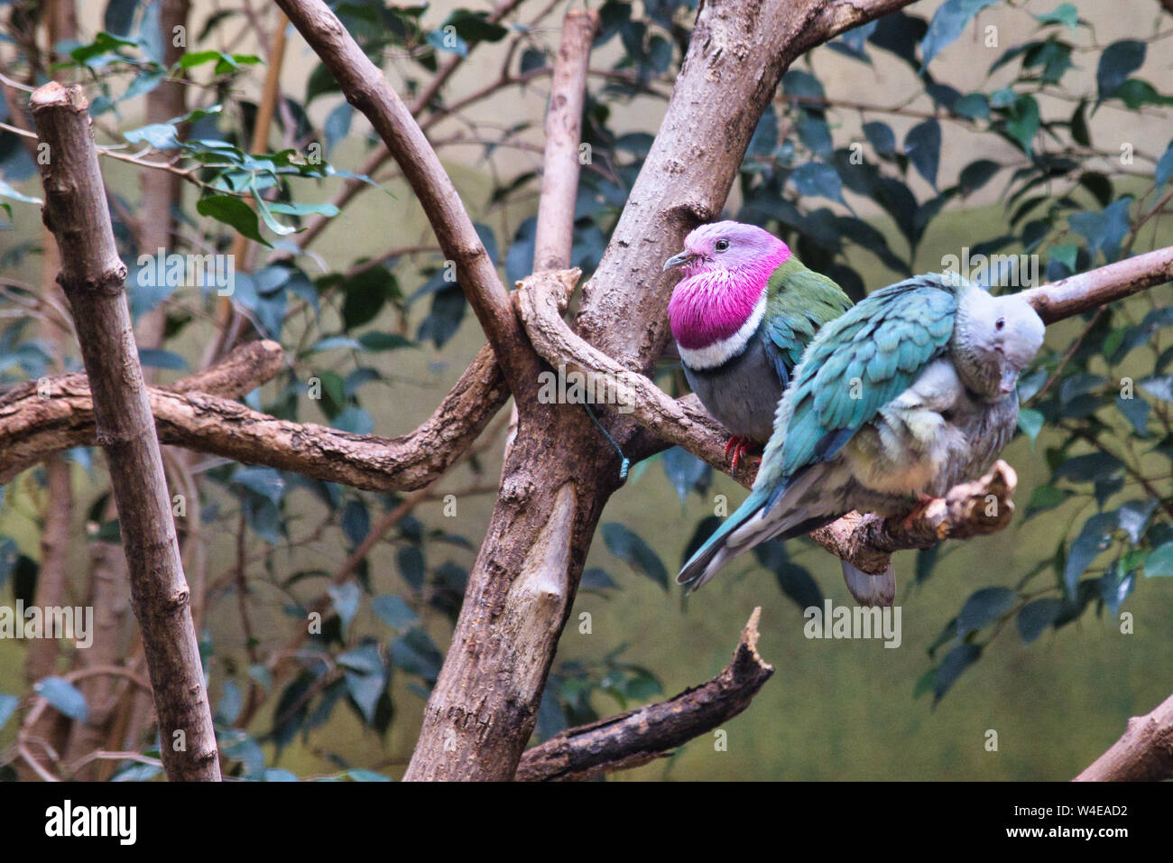 Two white pigeons flying hi-res stock photography and images - Alamy