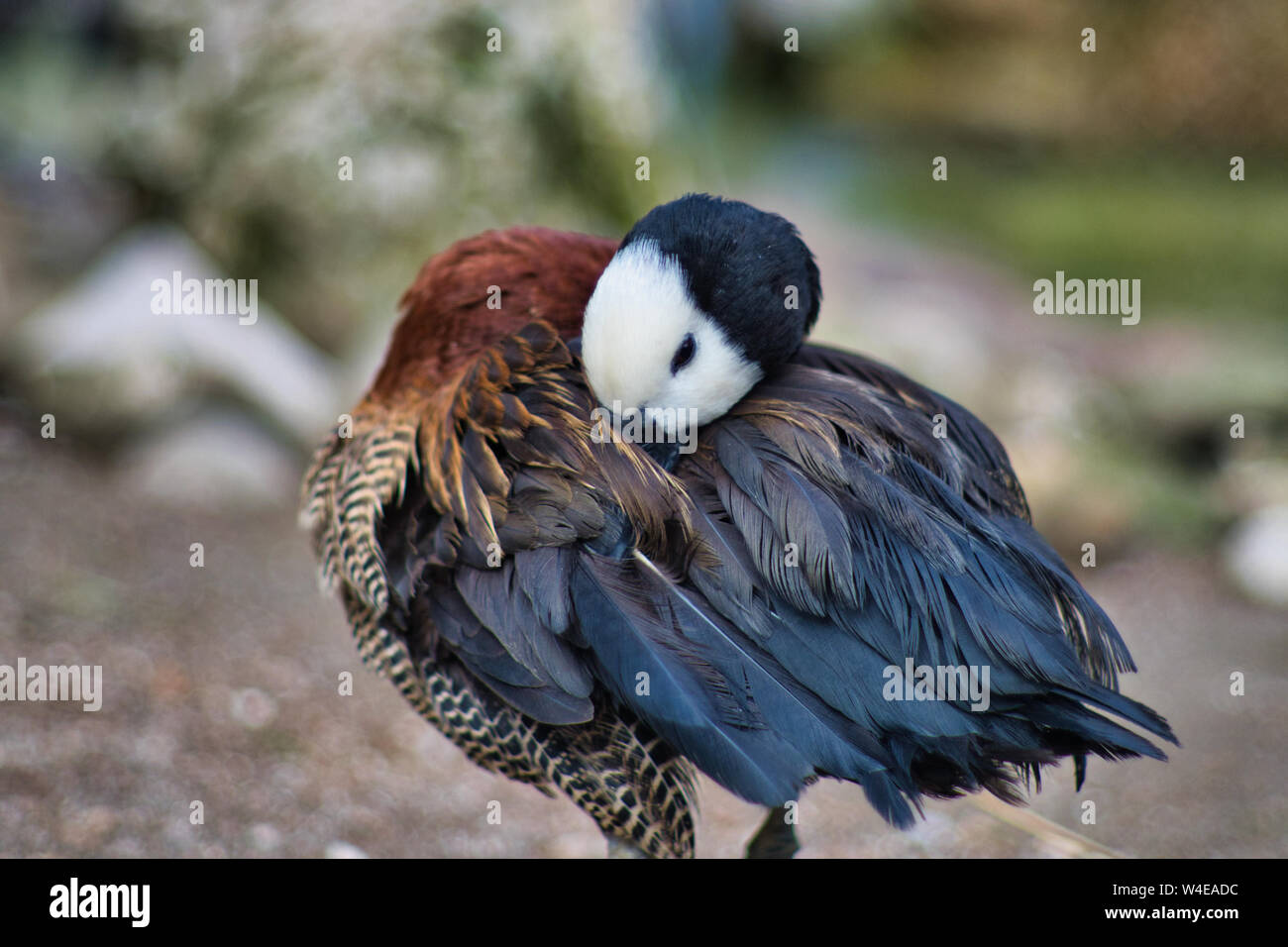 White head top duck in winter curling in its own feather Stock Photo ...