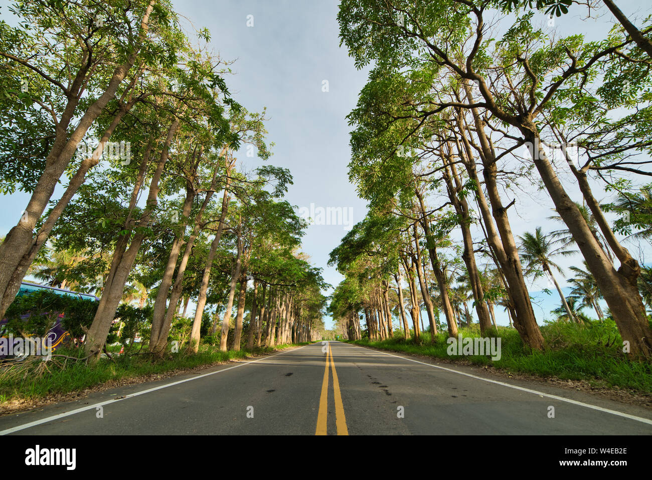 Long stretch of street shots, with a row of trees, yellow lines Stock ...
