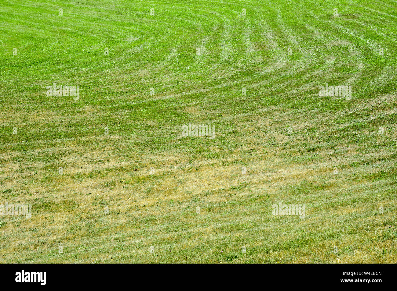 Recently mowed dry green grass showing curved lawnwmower paths Stock ...