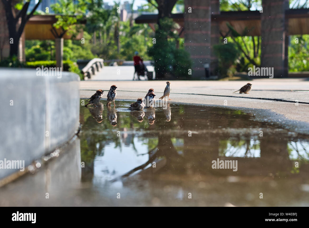 Bird having fun, showering, drinking on a puddle. Reflection shows the ...