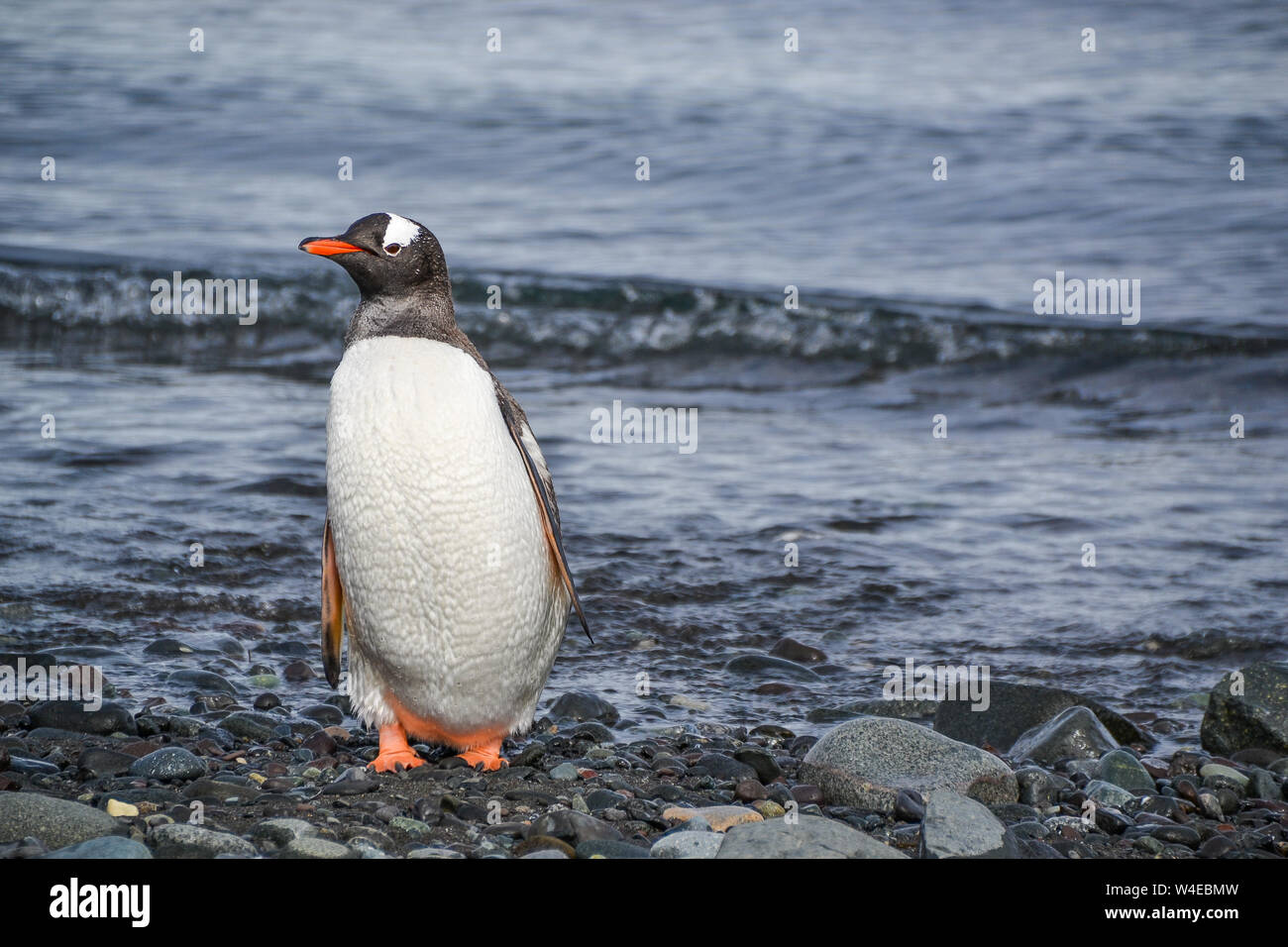 A Shore Penguin Stock Photo - Alamy