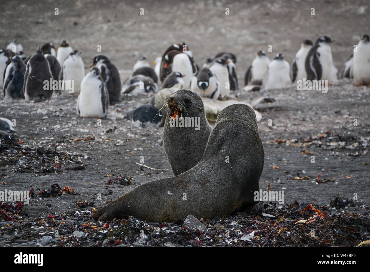 Penguins seals background hi-res stock photography and images - Alamy