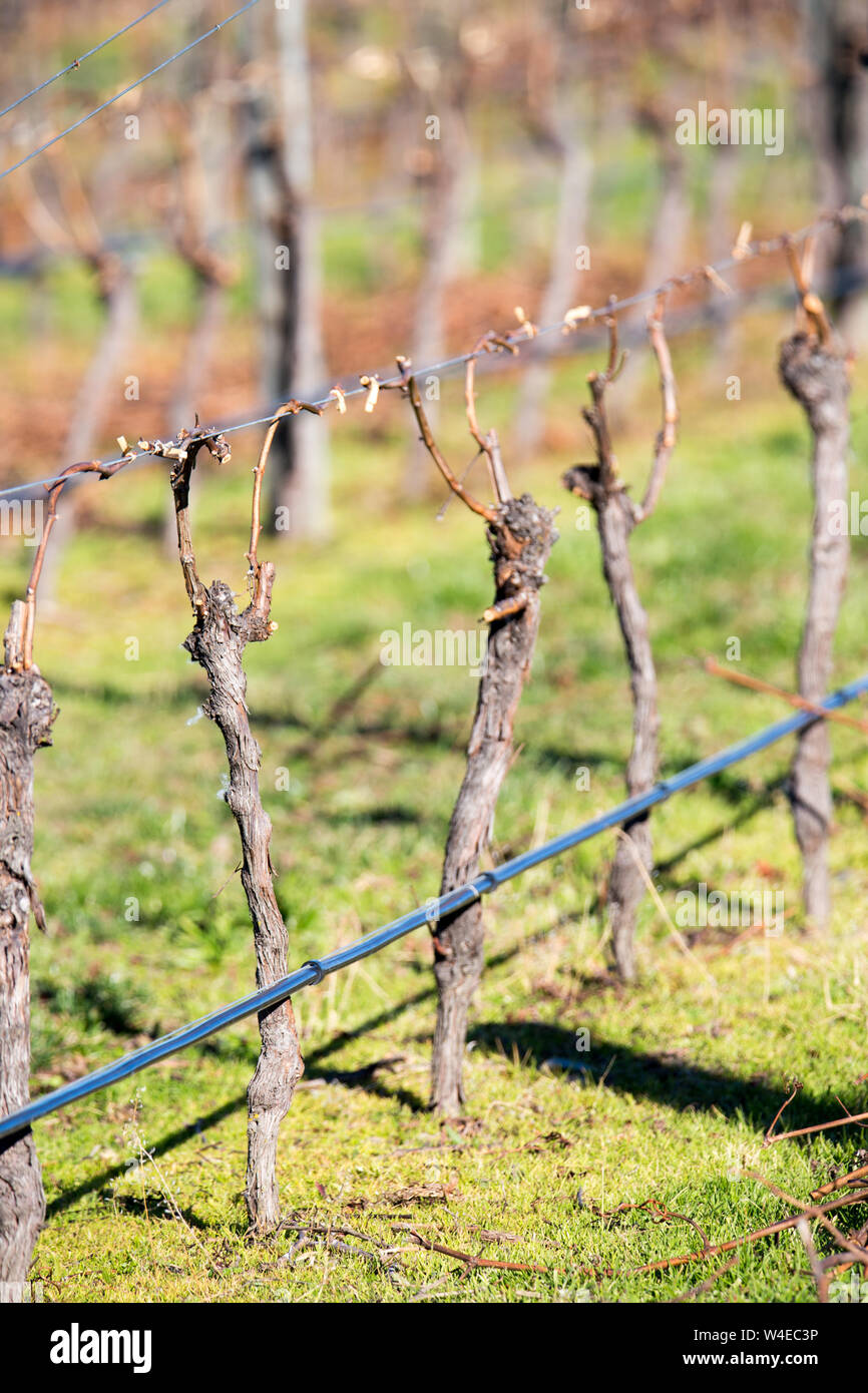 Trimming Grape Vines In Winter
