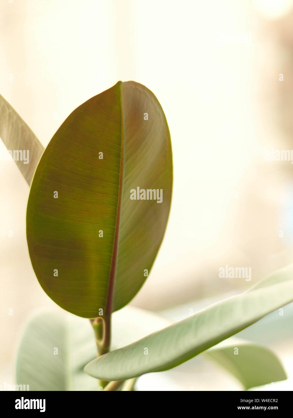 A leaf of the rubber tree Stock Photo - Alamy
