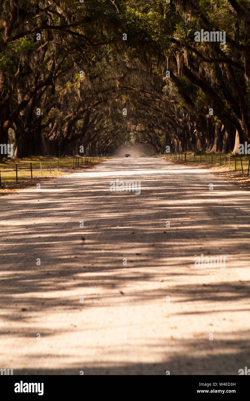 The picturesque road lined with more than four hundred live oak trees ...