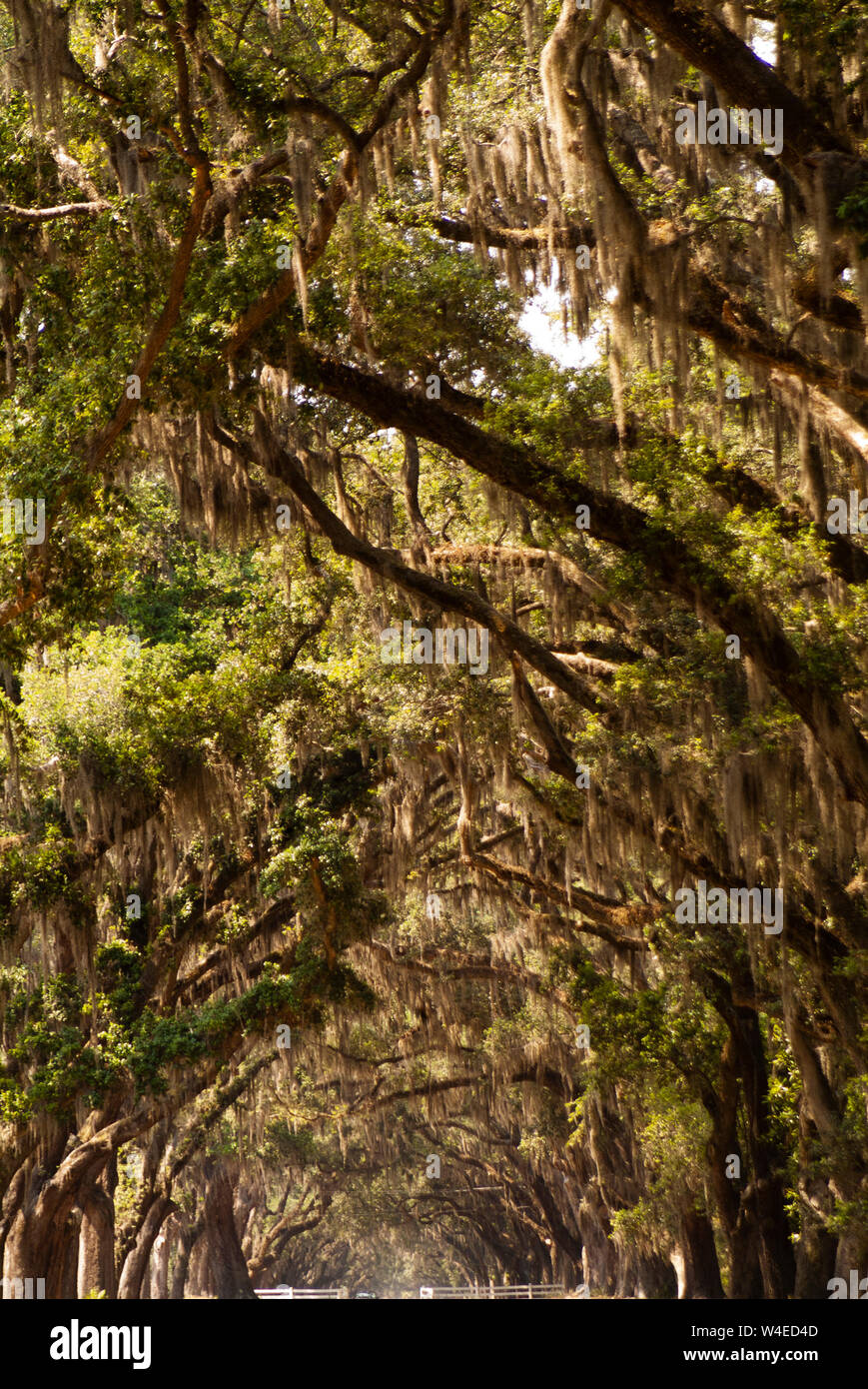 The picturesque road lined with more than four hundred live oak trees ...