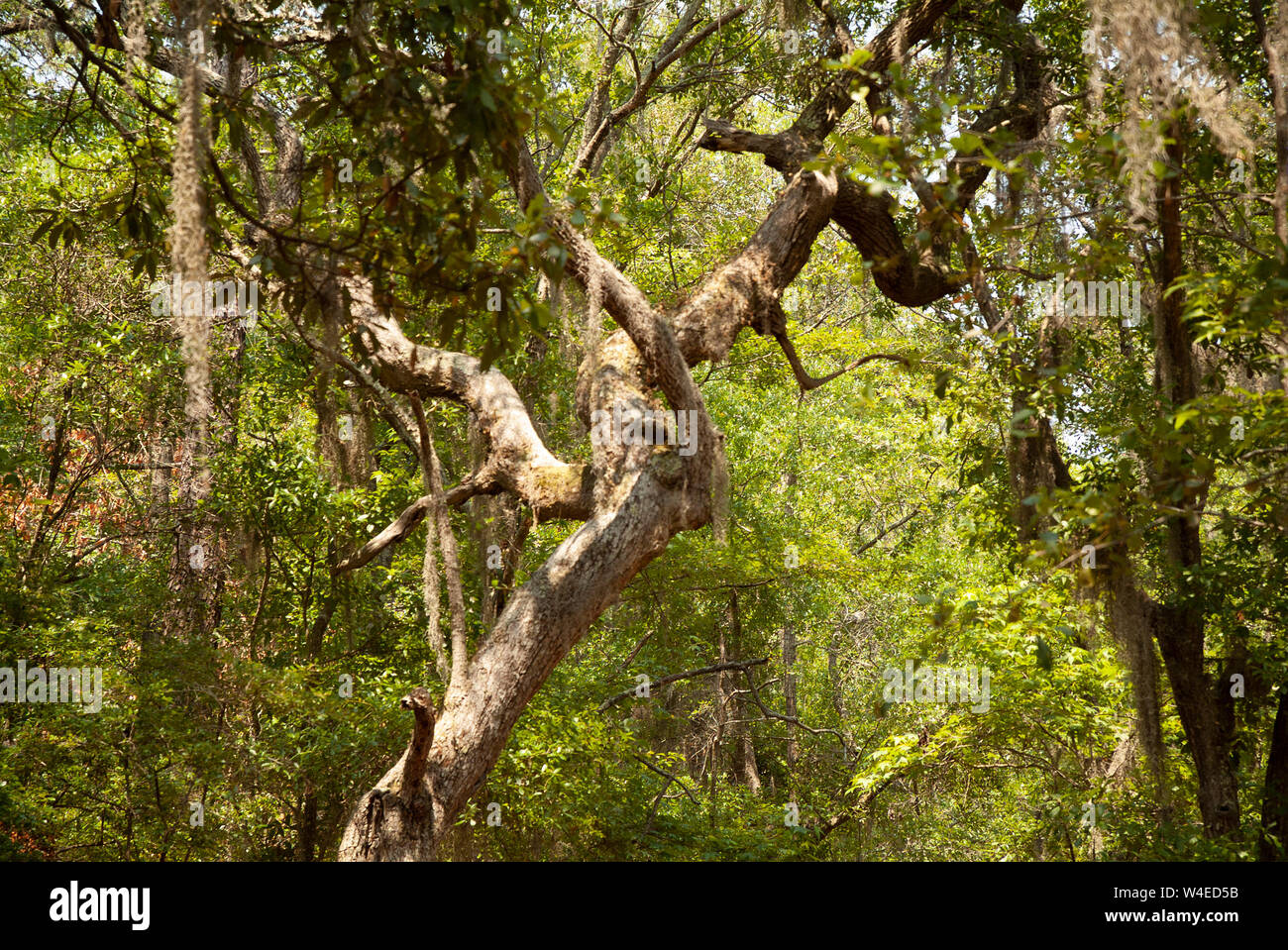 BOILER ROOM: A hiking expedition on Battery loop trail of Wormsloe ...