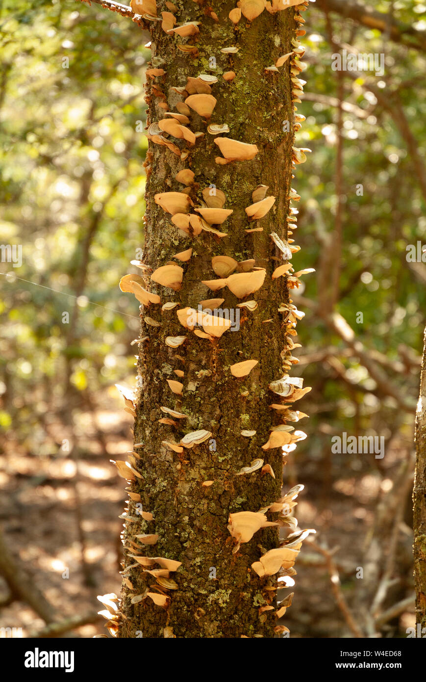 BOILER ROOM: A hiking expedition on Battery loop trail of Wormsloe ...