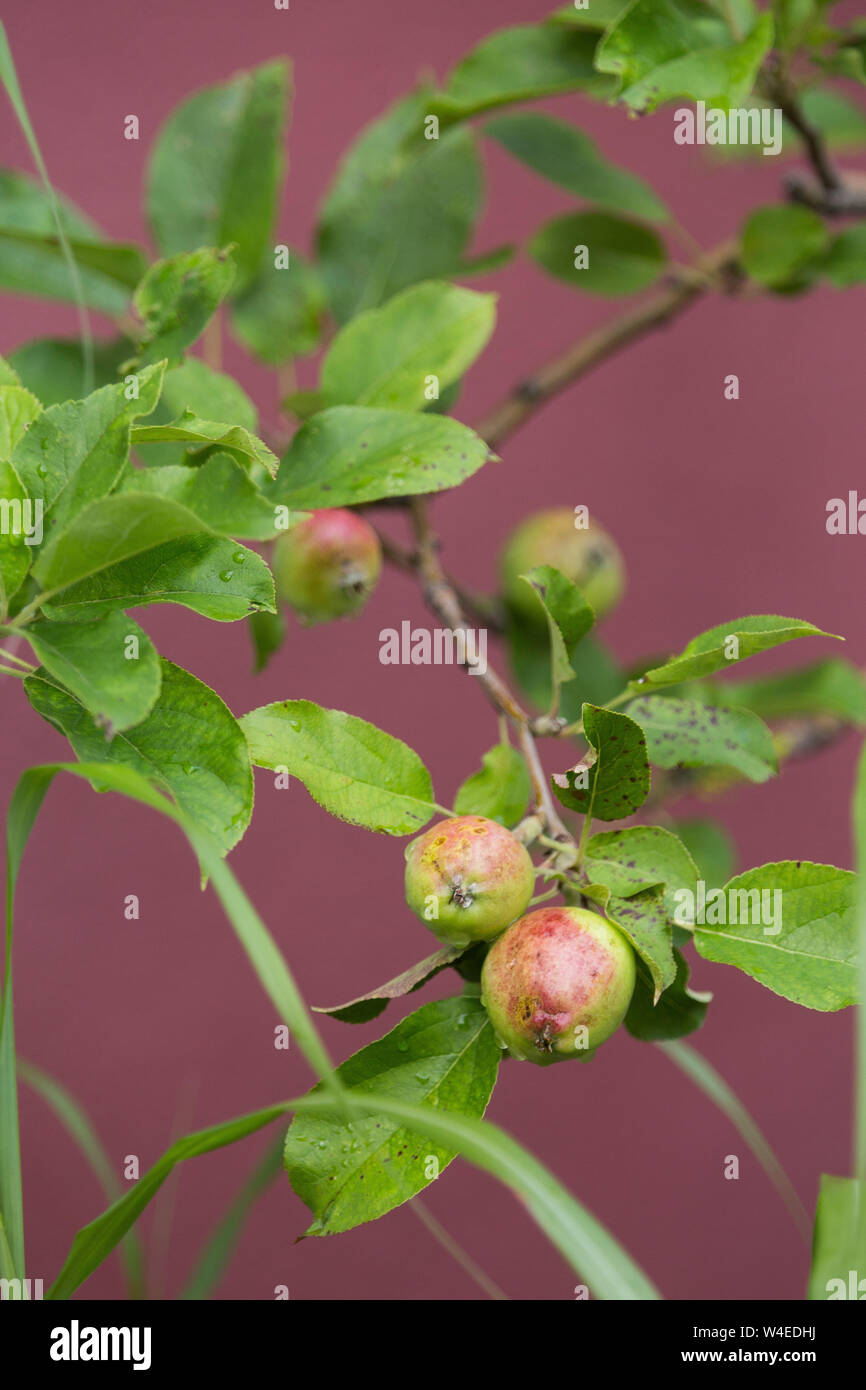 Gibbons family hi-res stock photography and images - Alamy
