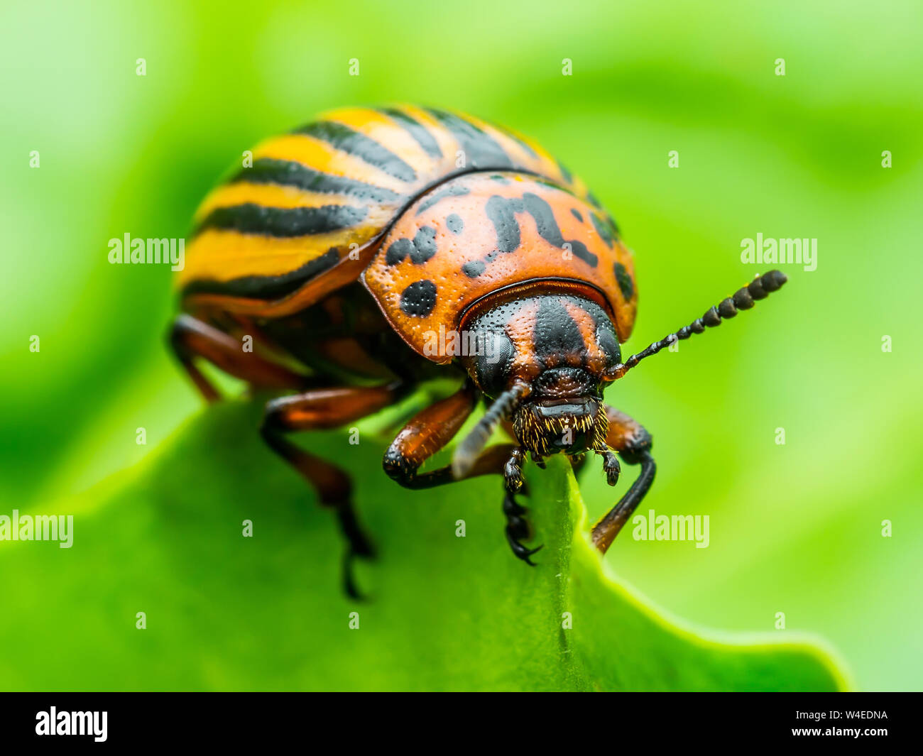 Potato bug hi-res stock photography and images - Alamy