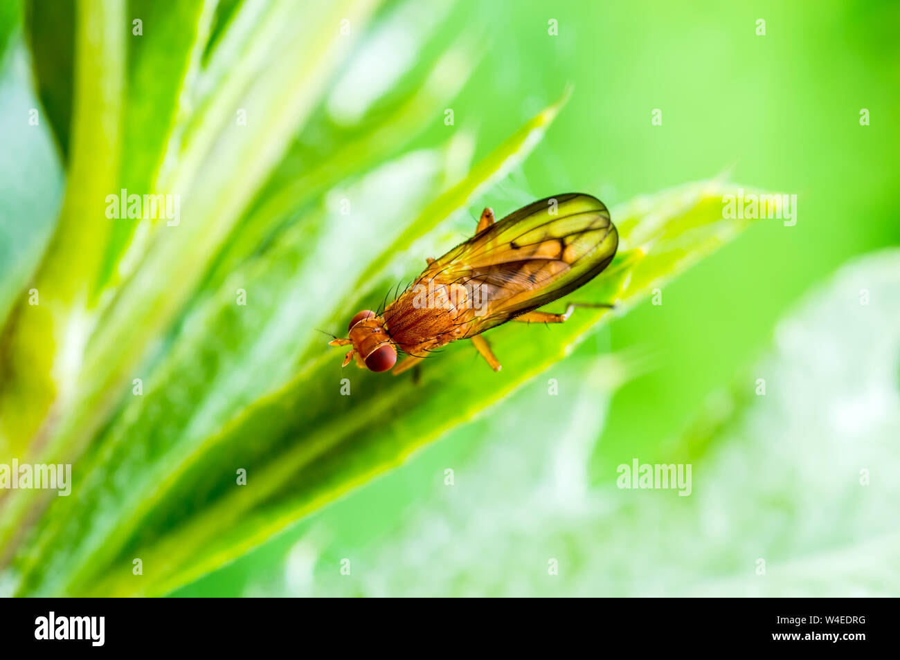 Exotic Drosophila Fruit Fly Diptera Insect on Plant Leaf Stock Photo ...