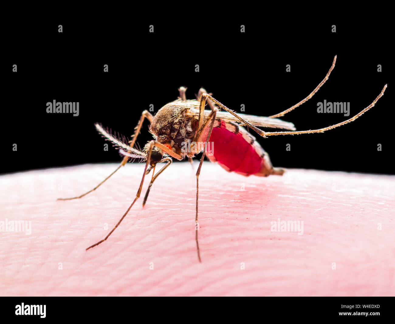 Black gnat hi-res stock photography and images - Alamy