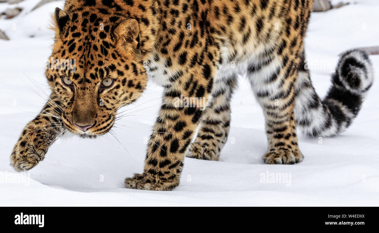 Amur leopard cat siberian leopard hi-res stock photography and images ...