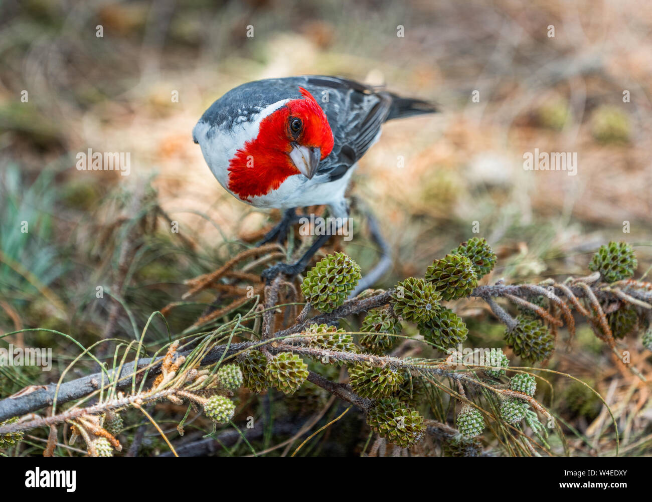 Red cardinal birds hi-res stock photography and images - Alamy