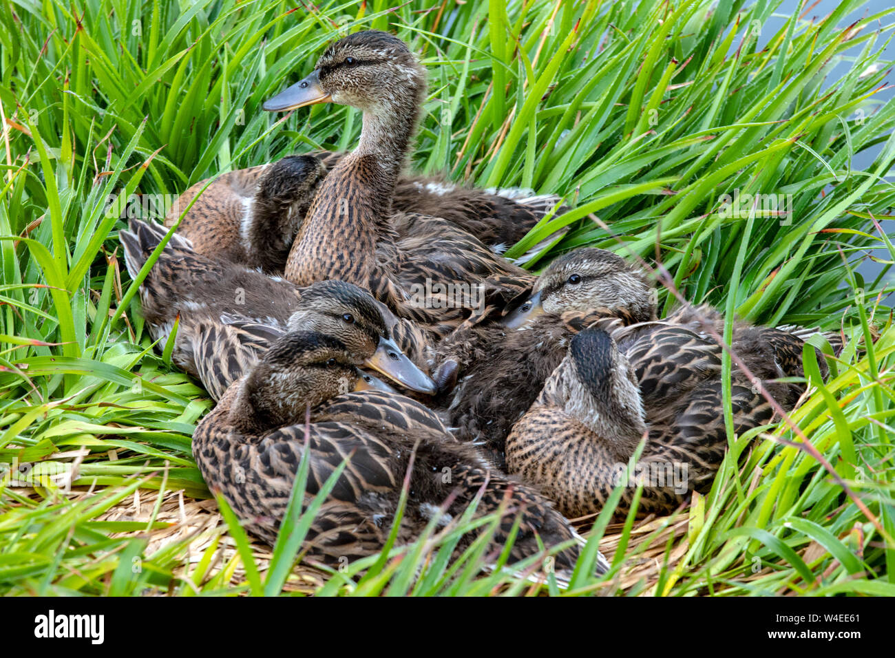 British mallards hi-res stock photography and images - Alamy