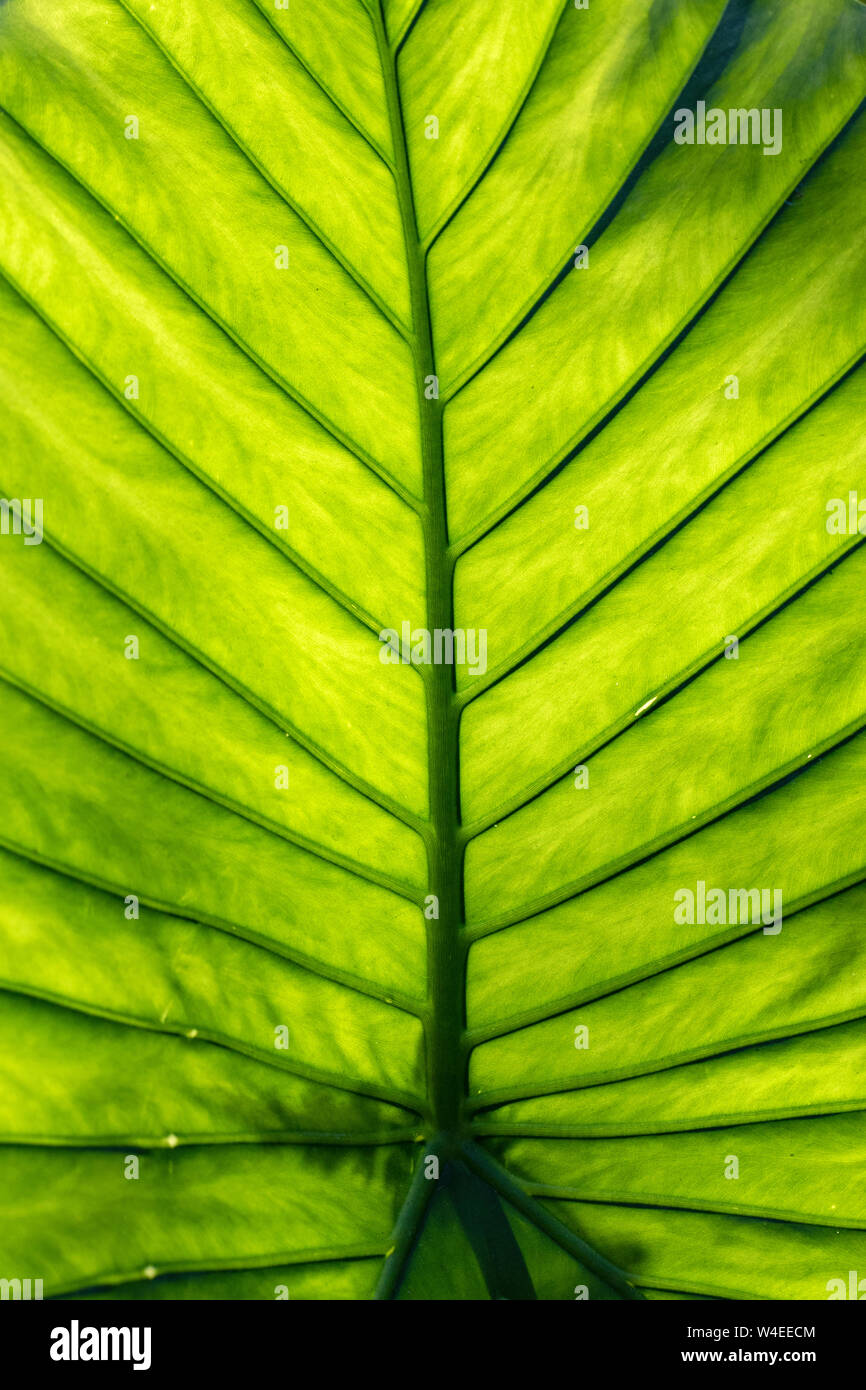 Translucent green leaf hi-res stock photography and images - Alamy