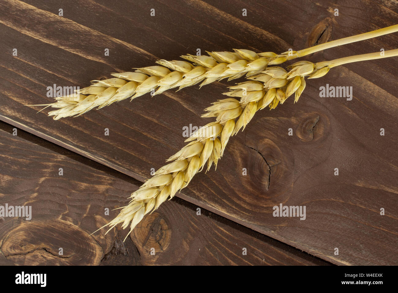 Group of two whole golden bread wheat ear flatlay on brown wood Stock ...