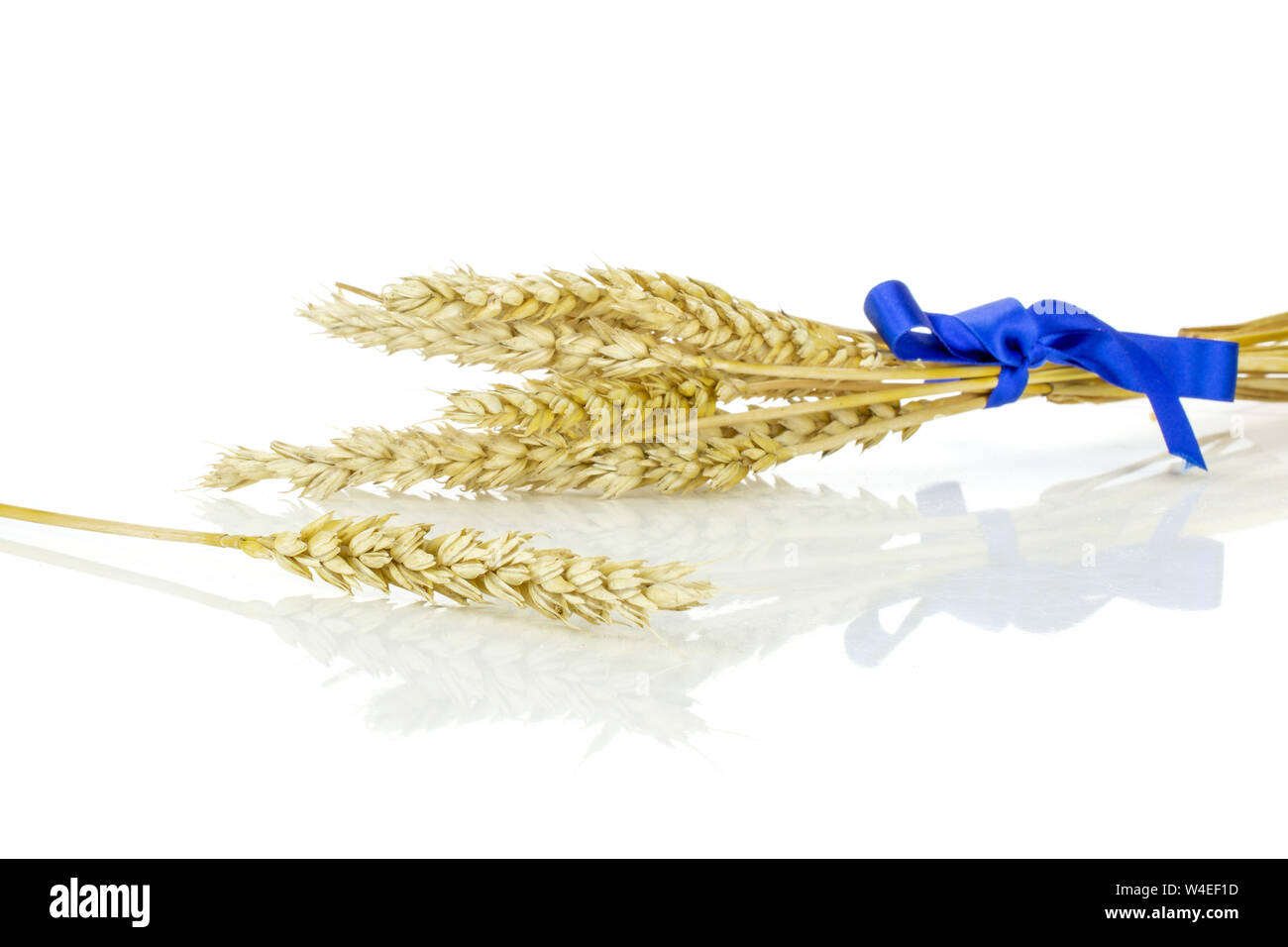 Lot of whole golden bread wheat ear tied by blue ribbon isolated on ...