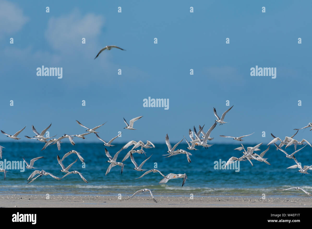 Shore birds flying along the beach in Florida Stock Photo - Alamy
