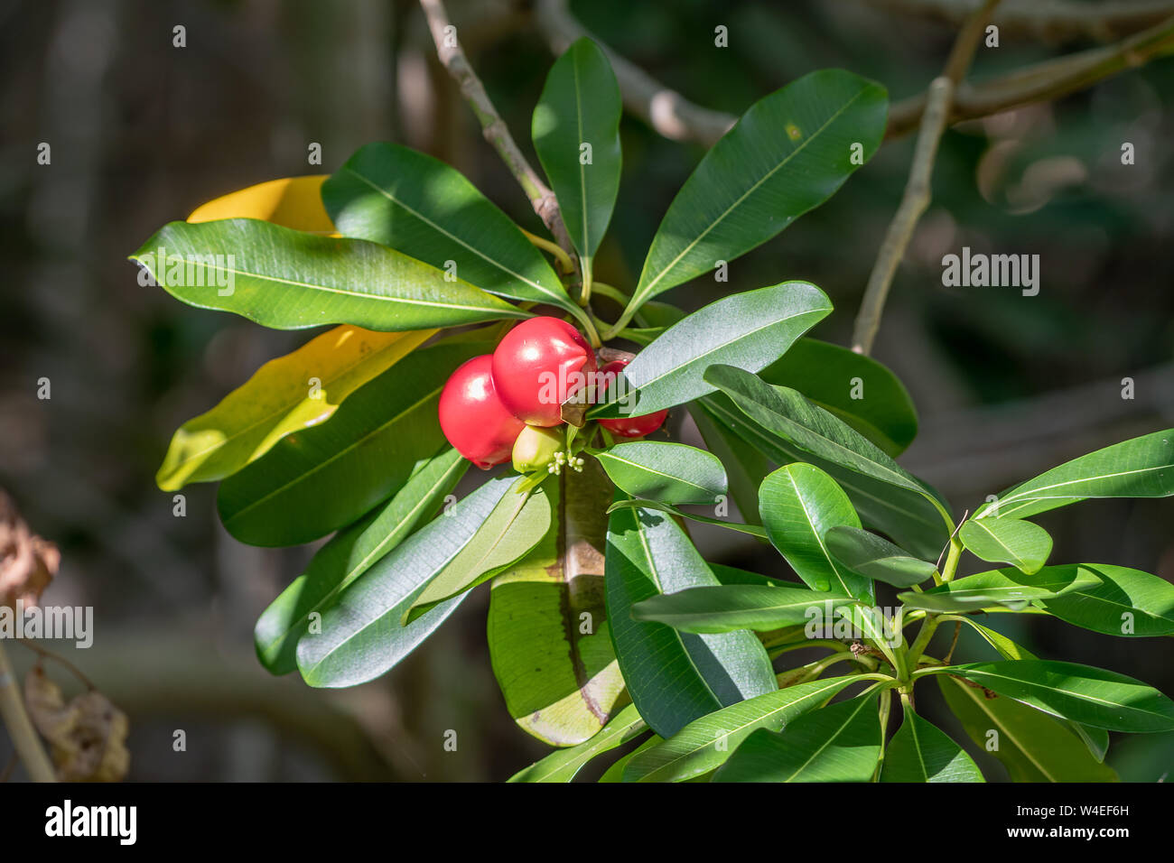 Red leaf florida plants hi-res stock photography and images - Alamy