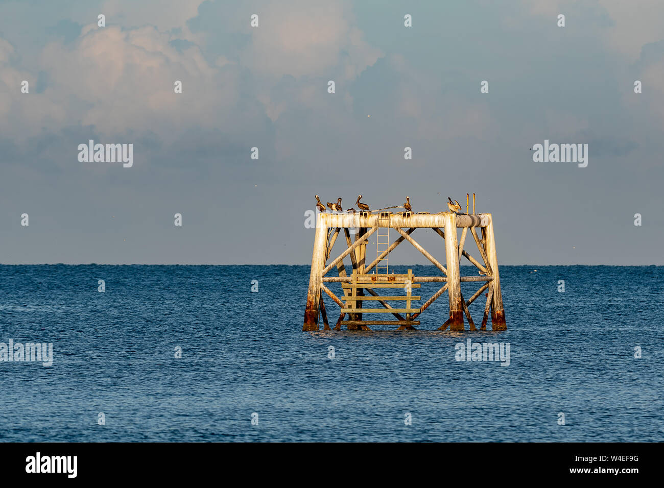 Offshore birds hi-res stock photography and images - Alamy
