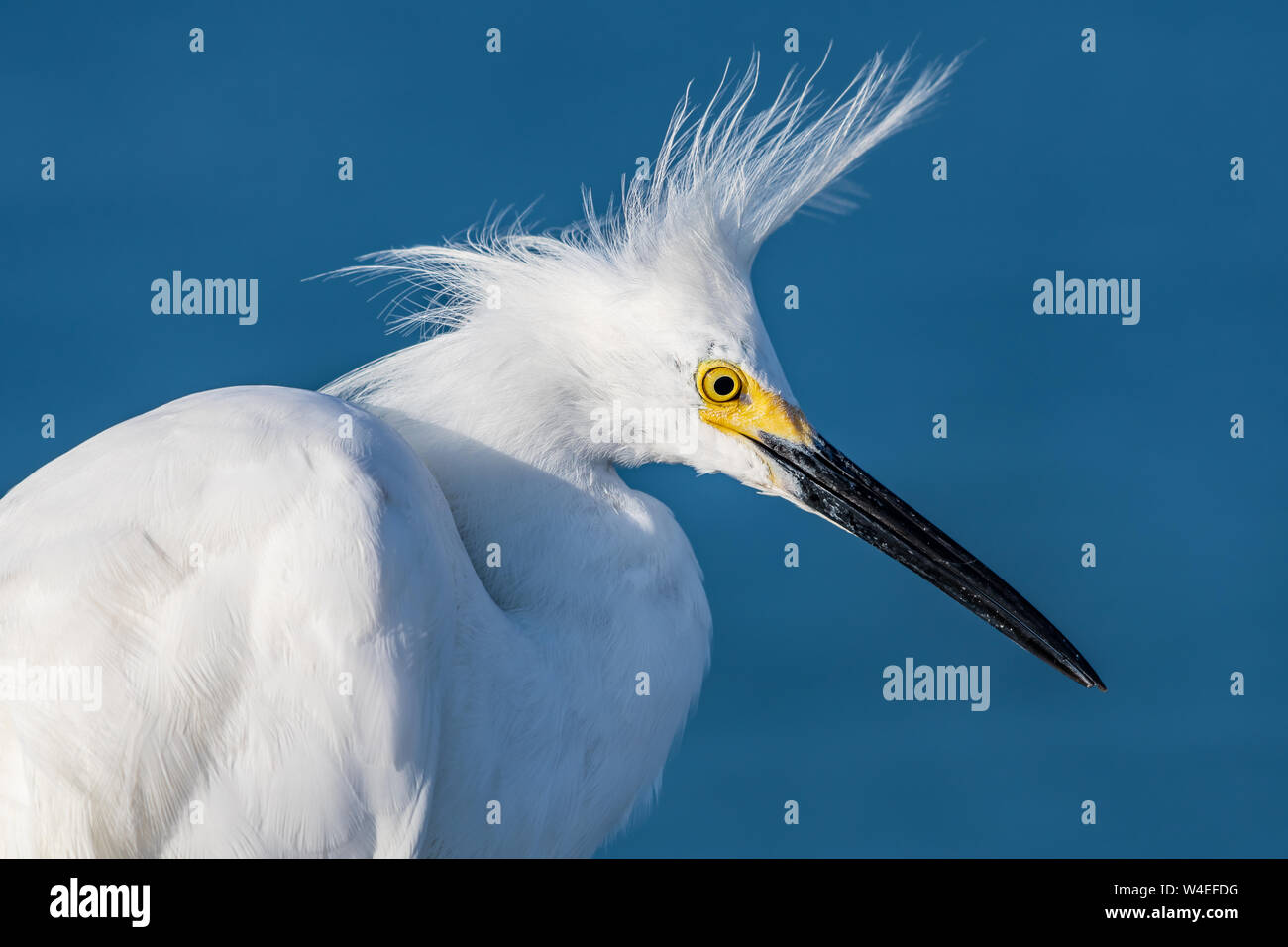 Birds ruffled feathers hi-res stock photography and images - Alamy