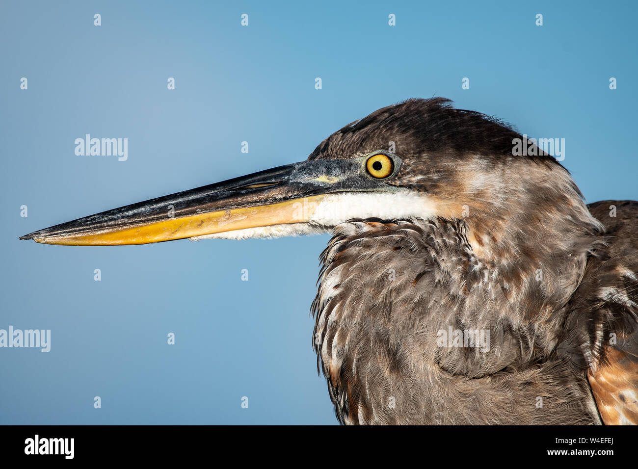 Left facing animal hi-res stock photography and images - Alamy