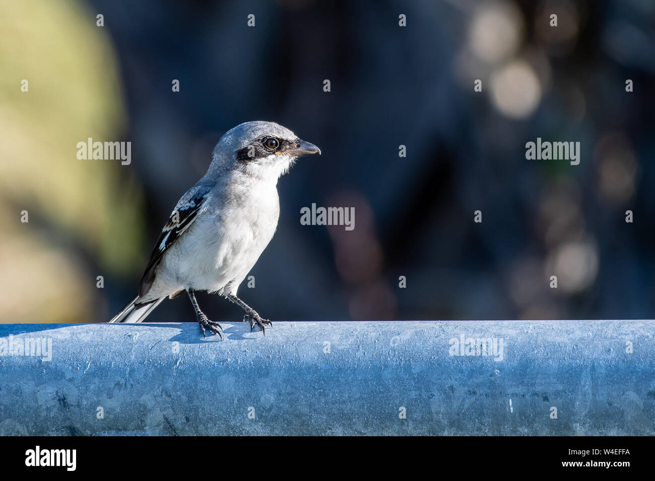 Logger head hi-res stock photography and images - Alamy