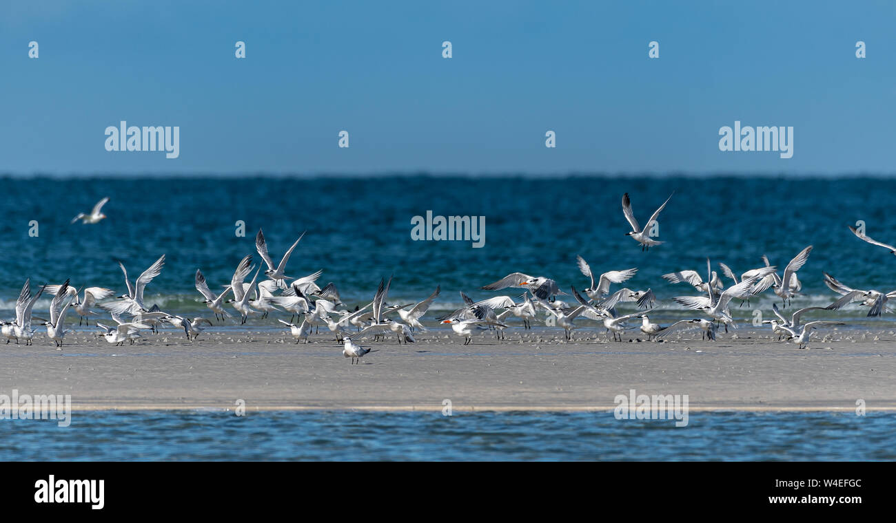 Shore birds flying along the beach in Florida Stock Photo - Alamy