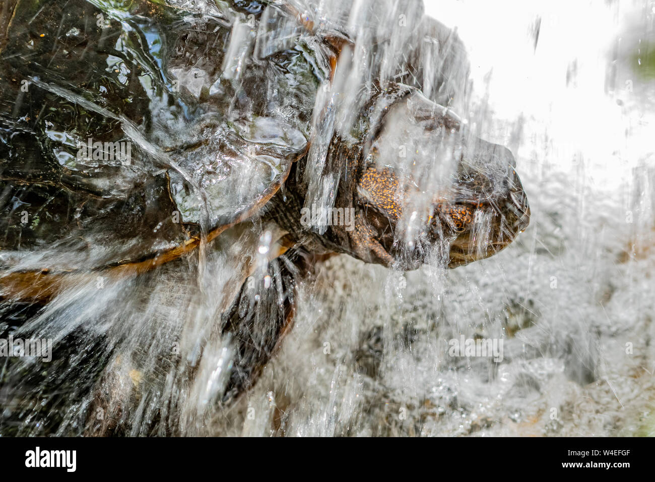 Under tortoise shell hi-res stock photography and images - Alamy