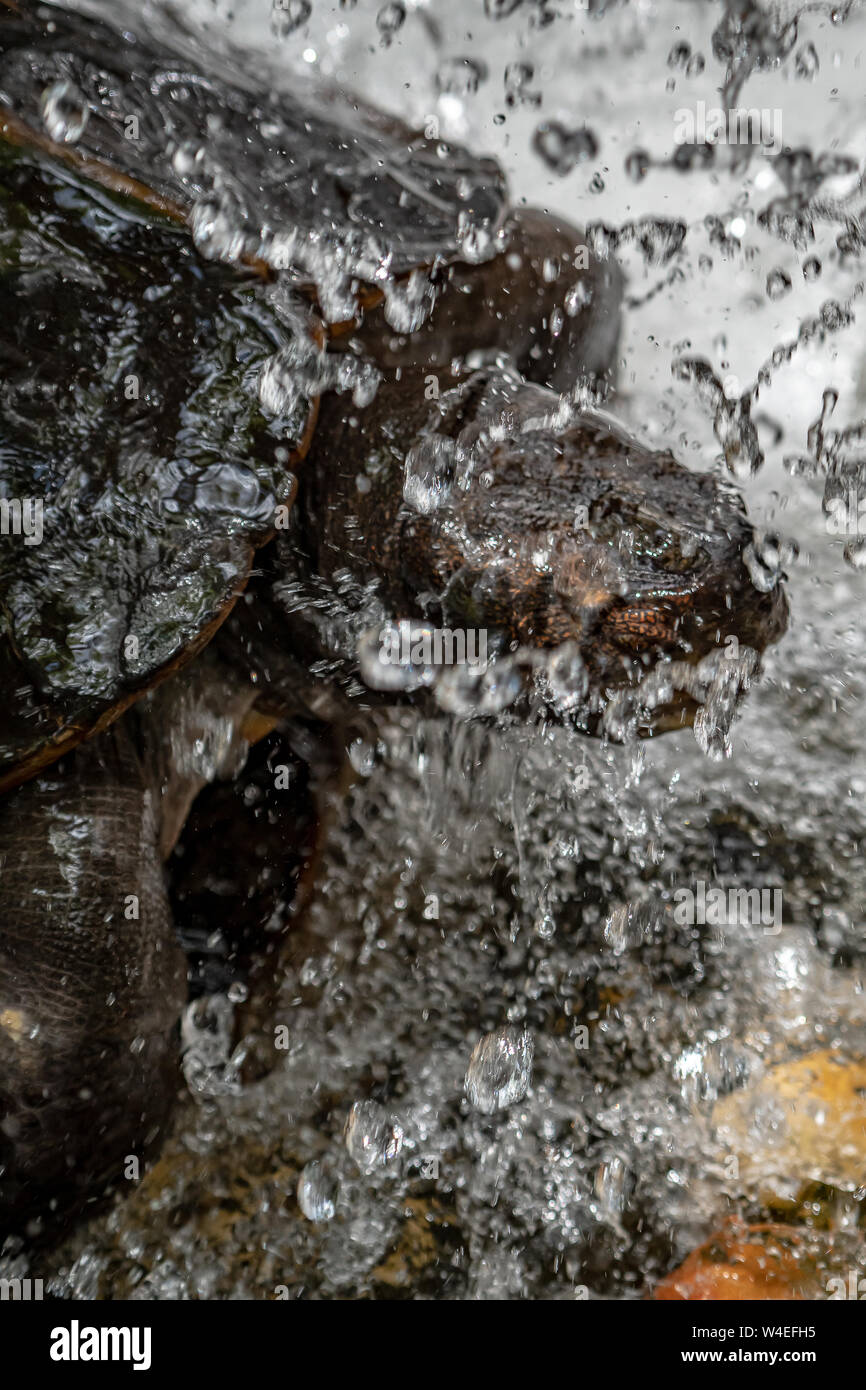 Face under water and bath hi-res stock photography and images - Alamy