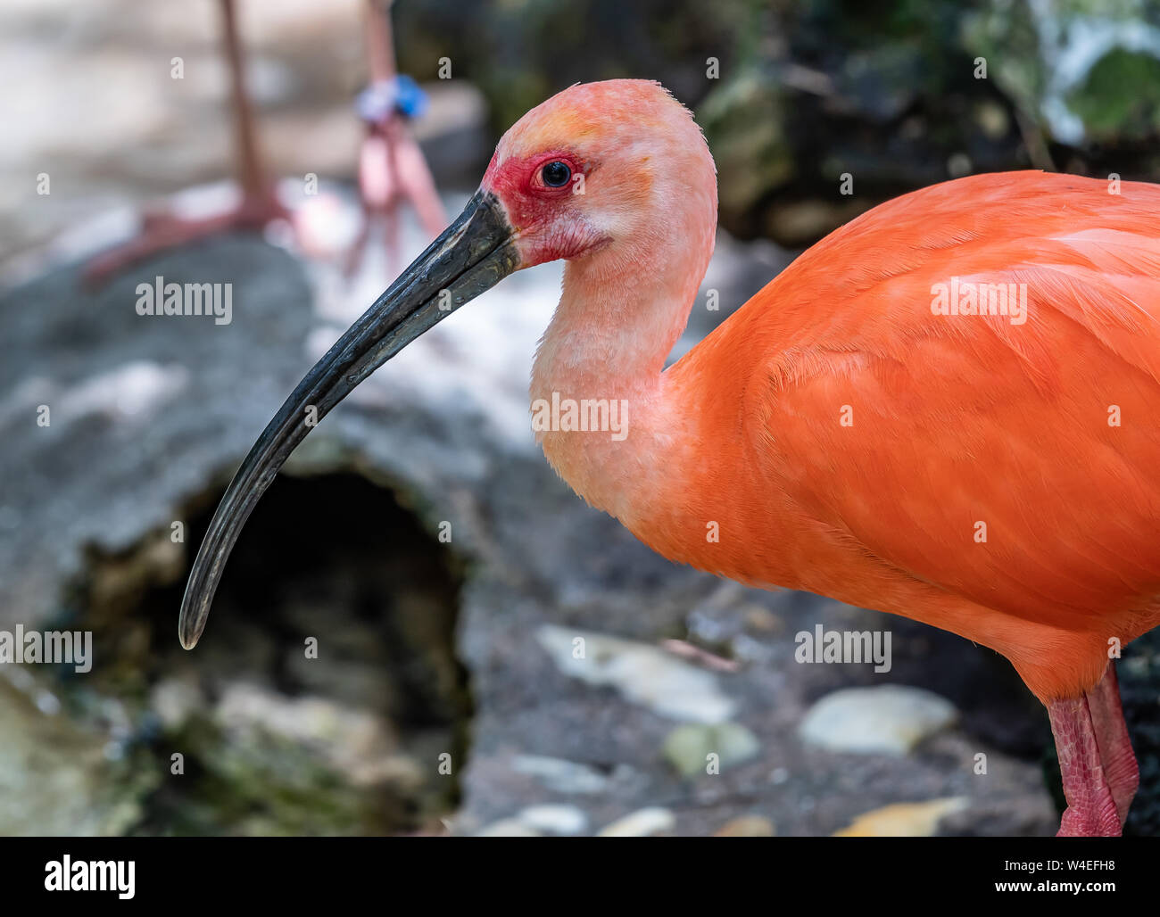 Scarlet ibis caribbean hi-res stock photography and images - Alamy