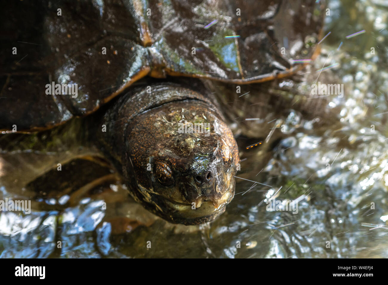 Turtle swimming down hi-res stock photography and images - Alamy