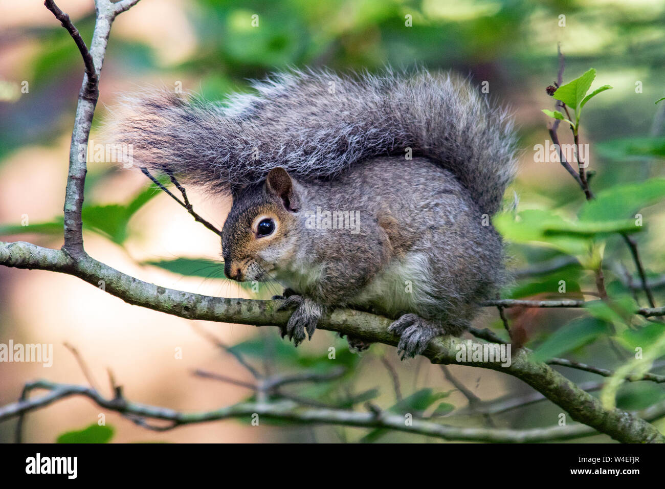 Eastern grey squirrel (Sciurus carolinensis) - Saxe Point Park ...